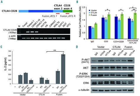Frequent Ctla4 Cd28 Gene Fusion In Diverse Types Of T Cell Lymphoma