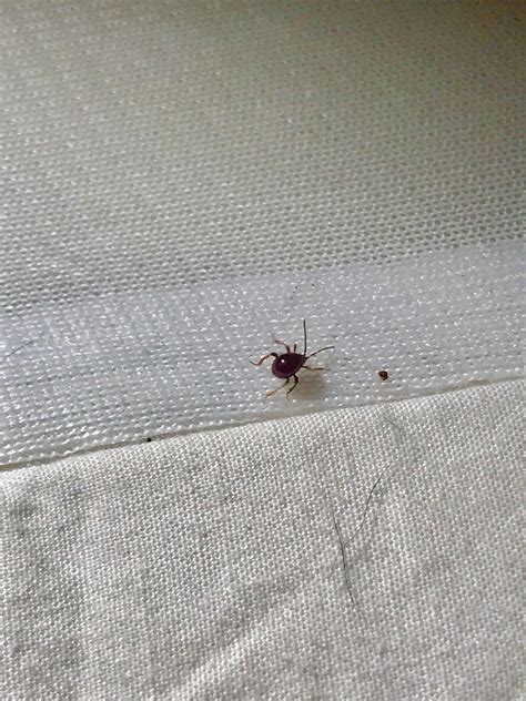 Spider Beetle Vs Bed Bug