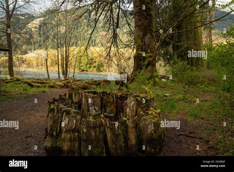 Wa21981 00washington Stump From A Massive Western Red Cedar At The