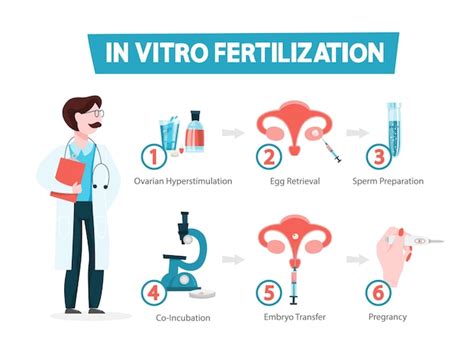 Premium Vector In Vitro Fertilization Step By Step Method Idea Of