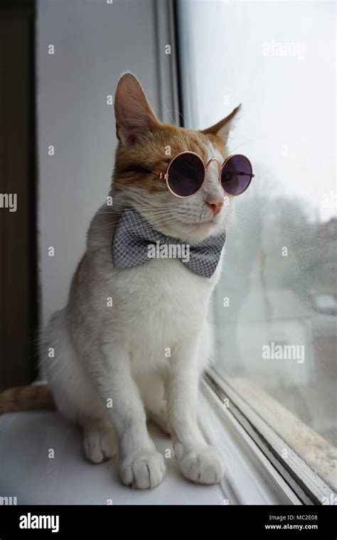 Kittens Wearing Bow Ties
