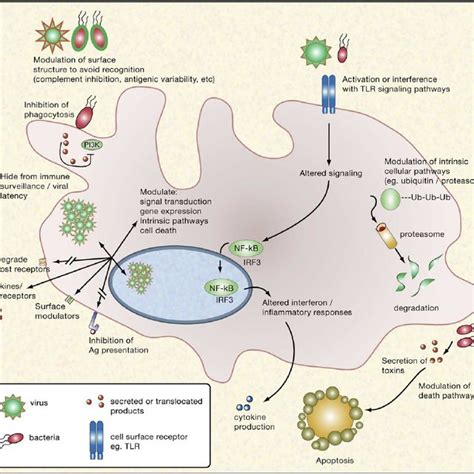 Anti Immune Strategies Of Viruses And Bacteria Download Scientific
