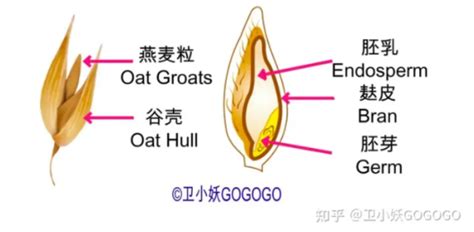 燕麦β 葡聚糖对健康的益处 知乎