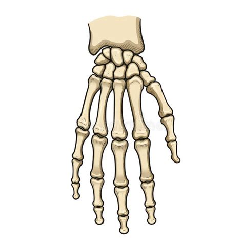 Detailed Hand Bone Structure Illustration Stock Illustration