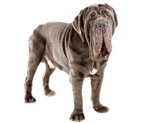 Mastino Napoletano Im Rasseportrait HUNTER Magazin