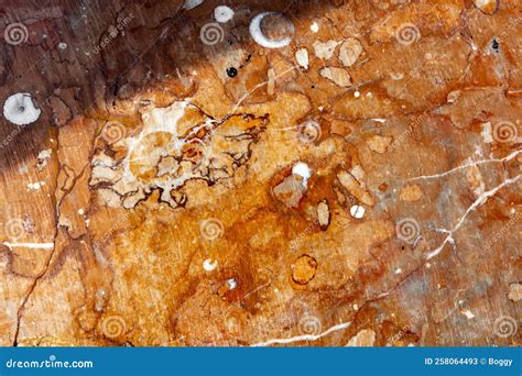 Red Fossiliferous Limestone Stock Image Image Of Geology Geological