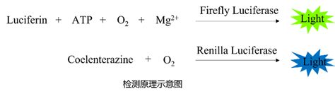 美国apexbio中文官网 Dual Luciferase Assay System
