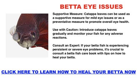 Betta Eye Problems Wild Betta Blog How To Take Care Of A Betta Fish