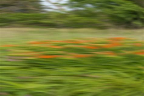 Chris Helzer Butterfly Milkweed Asclepias Tuberosa 2019 Daniel Oliver