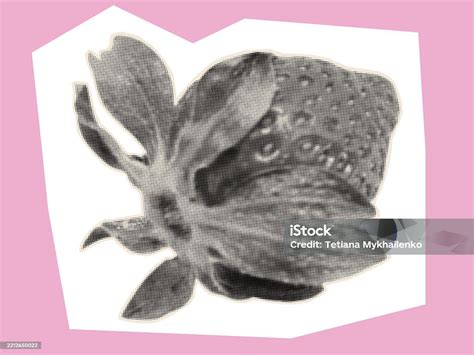 하프톤 스타일의 딸기 현대 콜라주 아트 디자인을 위한 달콤한 여름 베리 종이 잡지 신문에서 잘라냅니다 구성을 위해 딸기를 사용한 추상적인 조각 벡터 0명에 대한 스톡 벡터