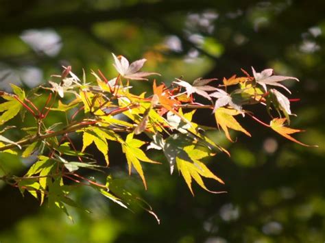 今日の野呂山 紅葉情報 色付き始めましたよ どうかいの のひとりごと 楽天ブログ