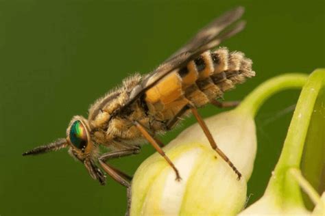 Wat Zijn Dazen En Hoe Kun Je Dazenbeten Voorkomen Vadersenmoeders