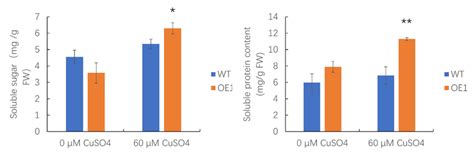 Effects Of 60 µm Cuso4 Treatment On Soluble Sugar And Soluble Protein