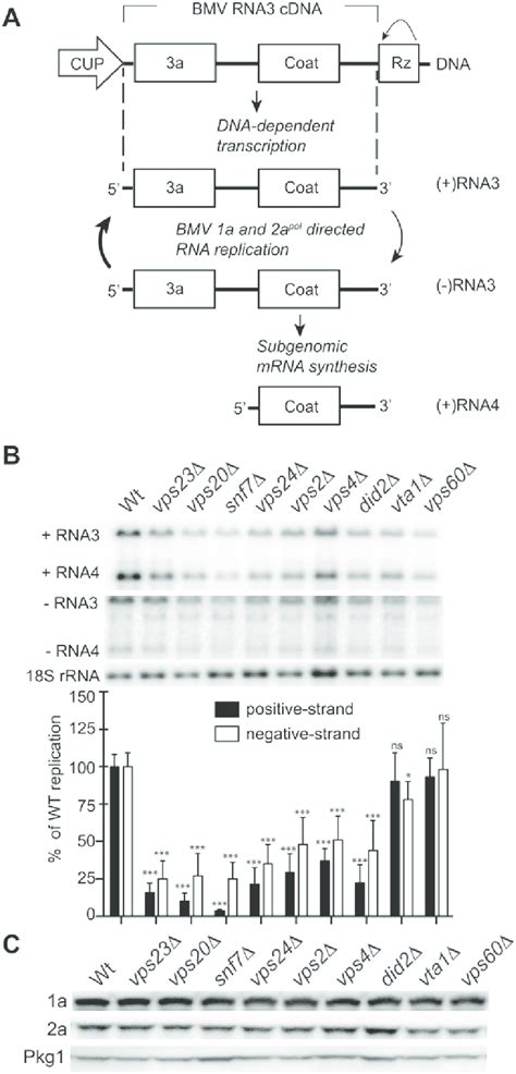 Bmv Rna Replication Is Inhibited In Specific Escrt Deletion Yeast