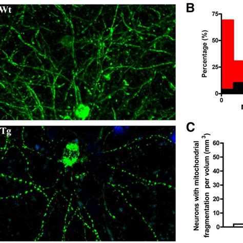 Mitochondrial Fragmentation In Living Appps1 Transgenic Mouse Brain Download Scientific