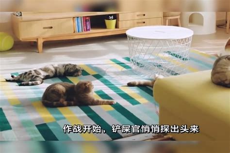主人脑洞大开，用面具在背后吓唬猫咪，猫咪会有什么反应？