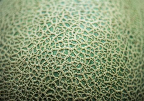 Images De Calebasse Téléchargement Gratuit Sur Freepik