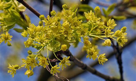 Maple Tree Pollen