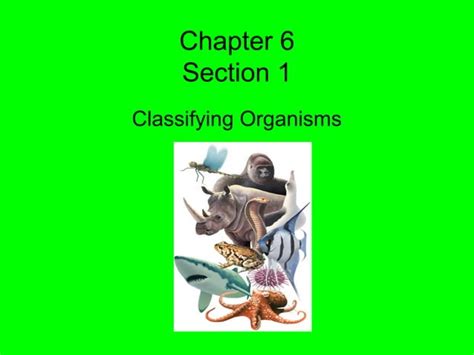 Classification Ppt
