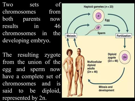 Heredity Inheritance And Variation Pptx Biological Sciences Science
