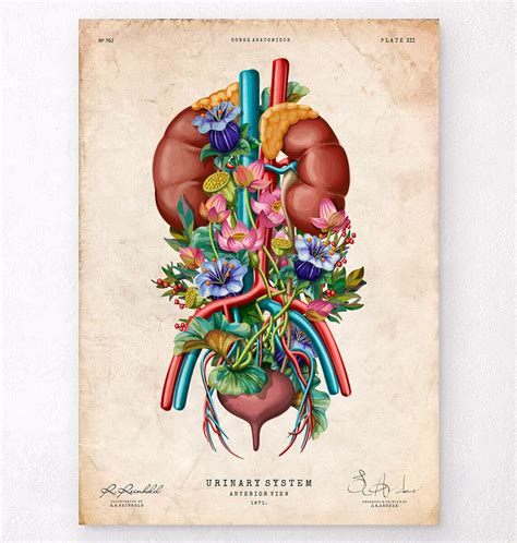 Floral Urinary System Anatomy Art Print Codex Anatomicus