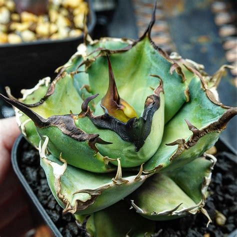 Yuan T Plants Yuan T Plants By Monotony • Instagram Photos And Videos