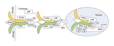 The Noncanonical Model Of Ifnγ A And Ifnα B Signaling A Binding
