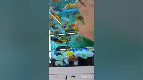 سمك و سلاحف 🐟🐢 Youtube