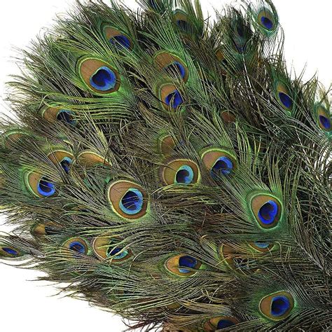 Buy Red Crush Real Peacock Feather Tails For Home Decor Full Length Mor