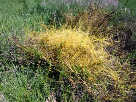 California Dodder I Love Griffith Park