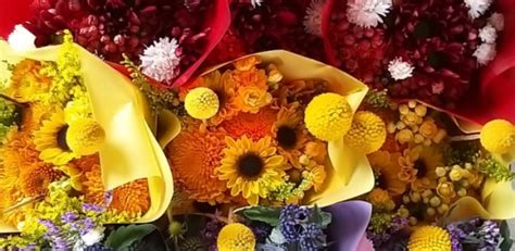 Festival De Flores Do Bistek Anuncia Chegada Da Primavera Variedades
