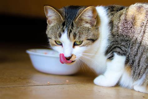 How A Bland Diet Can Help Cats Get Back On Track Hubpages