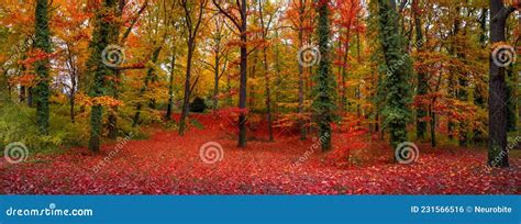 Panoramic View Over Magical Deciduous Forest Landscape With Moss