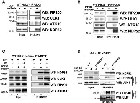 Ndp52 Interacts With Ulk1 Complex Through Fip200 A And B Western