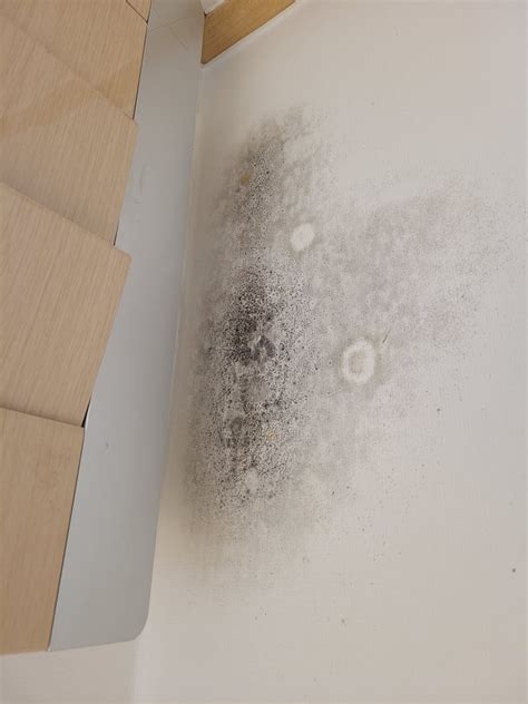 벽에 곰팡이가 생겼는데 누수나 심각한건가요 지식in