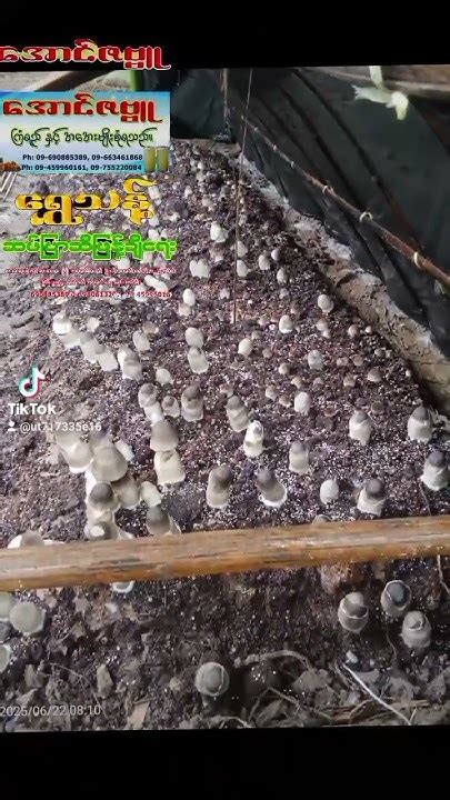 ကိုယ်ပိုင် စီးပွားရေး Youtube