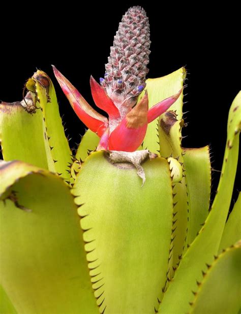 Bromeliad Photo Index Triangularis Thumbs