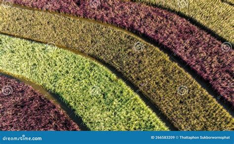 Converting Demonstration Plot Rows Of Riceberry Rice In High Angle View