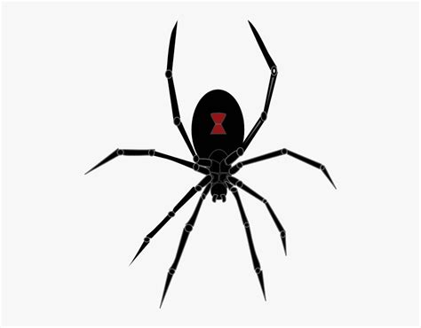 Spider Redback Southern Black Widow Clip Art Cartoon Black Widow
