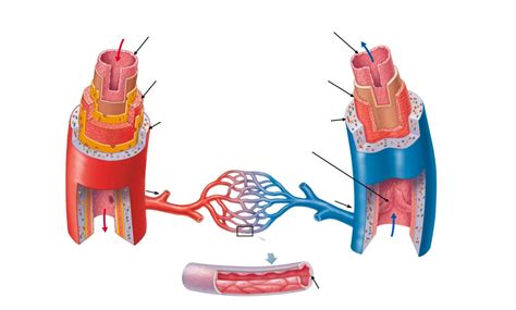 Quiz Artery Vein Diagram Quizlet Quiz Artery Vein Diagram Quizlet