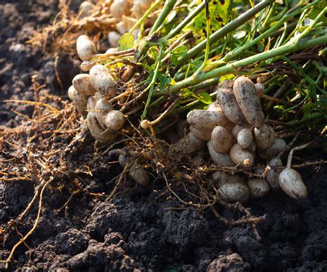 How To Grow Peanuts Expert Tips For This Nutritious Crop Homes And Gardens