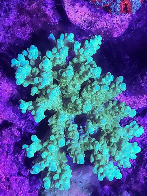 Biota Palau Turtle Bay Acropora Mini Colony The Biota Group