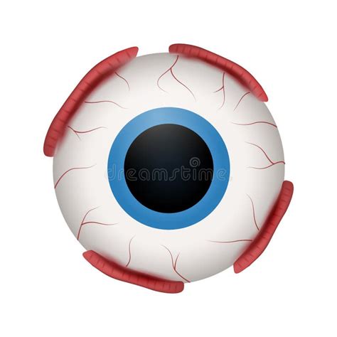 Eyeball Of Human Ophthalmology Realistic Design Isolated Stock