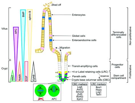 Small Intestinal Epithelium Organisation And Signalling Pathways