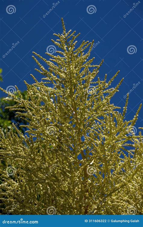 Flower Stem Of A Mexican Grass Tree Nolina Longifolia Against Blue