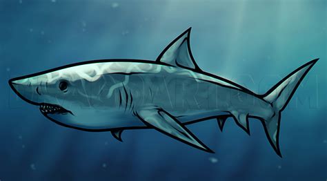 How To Draw A Shark Step By Step Drawing Guide By Dawn Dragoart