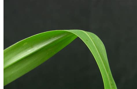 Fall Panicum Seedling