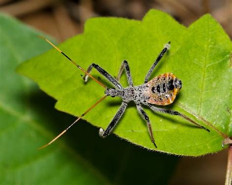 North American Wheel Bug Nymph Arilus Cristatus Bugguidenet