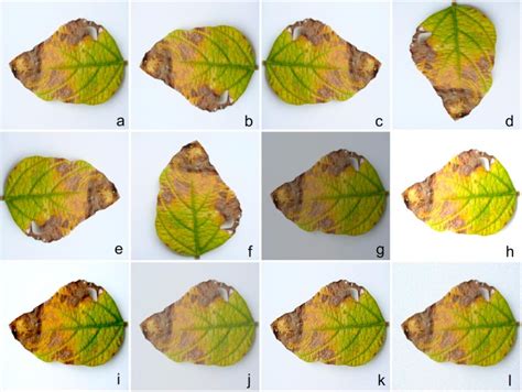 Impact Of Dataset Size And Variety On The Effectiveness Of Deep