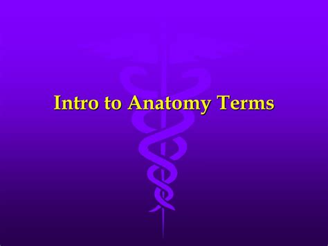 Ppt Intro To Anatomy Terms Powerpoint Presentation Free Download